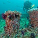 An Artificial Reef Pros And Cons (Updated 2024)